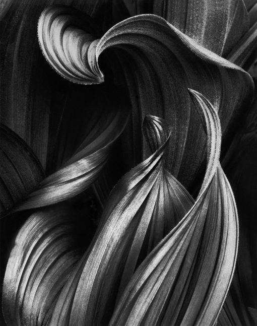 Bruce Barnbaum: Die Kunst der Fotografie - APHOG – Analoge Photo Gruppe