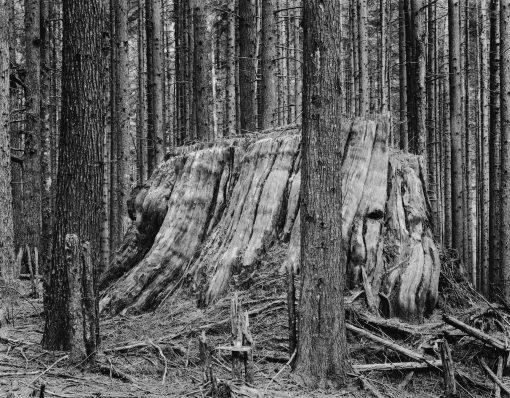 Bruce Barnbaum: Die Kunst der Fotografie - APHOG – Analoge Photo Gruppe